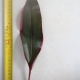 Cordyline Ruby, Cordyline terminalis