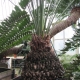 Buy Cycad Burrawang Trees (Macrozamia communis)