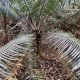 Buy Cycad Burrawang Trees (Macrozamia communis)