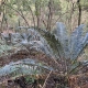 Buy Cycad Burrawang Trees (Macrozamia communis)