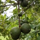 Dwarf Macadamia Tree - Macadamia integrifolia
