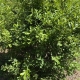 Buy Macadamia A16 Nut Trees (Macadamia integrifolia)