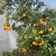 Buy Dwarf Mandarin - Afourer Fruit Tree (Citrus reticulata)