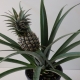 Buy Dwarf Pineapple plant, Ananas cosmosus in Australia