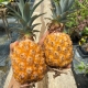 Buy Dwarf Pineapple plant, Ananas cosmosus in Australia
