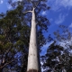 Eucalyptus grandis Flooded Gum Tree