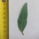 Buy Eucalyptus Lemon scented Ironbark Tree - Eucalyptus staigeriana