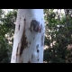 Eucalyptus grandis Flooded Gum Tree