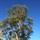 Eucalyptus tereticornus Forest Red Gum Tree