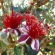 Feijoa Tree - Feijoa sellowiana, Apollo, Duffy, Mammoth, Nazematze