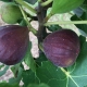 Buy Fig Black Genoa Tree - Ficus carica