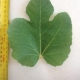 Fig Catalogna Tree - Ficus carica