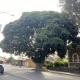 Buy Rusty Fig Trees in Australia (Ficus rubiginosa)