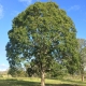 Buy Teak or Crows Ash Trees (Flindersia australis)