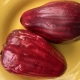 Buy Giant Lau Lau Fruit Trees in Australia (Eugenia megacarpa)