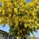Buy Golden Shower Trees in Australia (Cassia fistula)