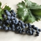 Grape Chambourcin Tree - Vitis vinifera
