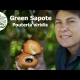 Buy Green Sapote Fruit Trees (Pouteria viridis)