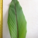 Buy Javanese Ginger Plants in Australia (Curcuma xanthorrhiza)
