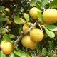 Buy Kei Apple Fruit Tree - Dovyalis caffra