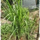 Buy Lemon Grass Plants in Australia (Cymbopogon citrates)