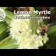 Buy Lemon Myrtle Plants in Australia (Backhousia citriodora)