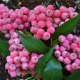 Buy Lilly Pilly - Cascade Edible Hedging Plants Syzygium luehmannii...