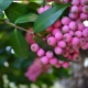 Buy Lilly Pilly - Cascade Edible Hedging Plants Syzygium luehmannii...