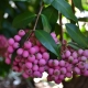 Buy Lilly Pilly - Cascade Edible Hedging Plants Syzygium luehmannii...
