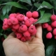 Buy Lilly Pilly - Cascade Edible Hedging Plants Syzygium luehmannii...
