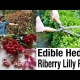 Buy Edible Hedge Lilly Pilly Riberry in Australia Syzygium luehmanii
