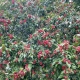 Buy Edible Hedge Lilly Pilly Riberry in Australia Syzygium luehmanii