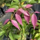 Buy Edible Hedge - Lilly Pilly Riberry - Syzygium luehmanii