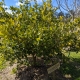 Lime Tahitian Tree - Citrus latifolia