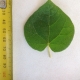 Buy Little Kurrajong Flowering Trees (Brachychiton bidwillii)