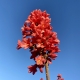 Buy Little Kurrajong Flowering Trees (Brachychiton bidwillii)
