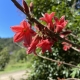 Buy Little Kurrajong Flowering Trees (Brachychiton bidwillii)