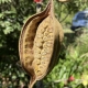 Buy Little Kurrajong Flowering Trees (Brachychiton bidwillii)