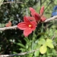 Buy Little Kurrajong Flowering Trees (Brachychiton bidwillii)