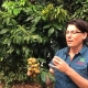 Longan Kohala marcotted Tree - Dimocarpus longan