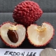 Erdon Lee Lychee Fruit Trees - Litchi chinensis