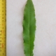 Macadamia A4 Tree - Macadamia tetraphylla x integrifolia