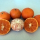 Mandarin Honey Murcott Tree - Citrus reticulata