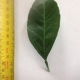 Mandarin Miho Wase (Satsuma) Tree - Citrus reticulata