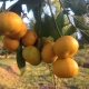 Buy Dwarf Mandarin Okitsu Wase Fruit Tree Citrus reticulata