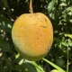 Buy Mango Florigon Grafted Fruit Trees (Mangifera indica)