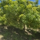 Buy Mango Keitt Grafted Fruit Trees in Australia (Mangifera indica)
