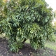 Buy Royal Red Grafted Mango Trees in Australia (Mangifera indica)