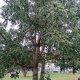 Buy Marula Fruit Trees in Australia (Sclerocarya birrea)