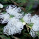 Melaleaca - White Lace, Melaleuca thymifolia